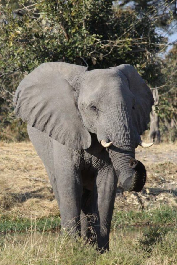 Diary entries from Andrew Bone’s 2016 safari - Part 2 - Park West Gallery